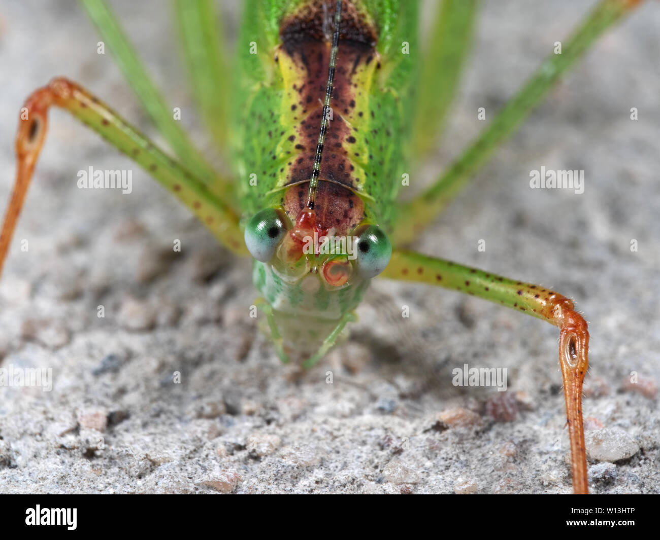 Macro Photography of Green Grasshopper on The Floor, Selective Focus ...