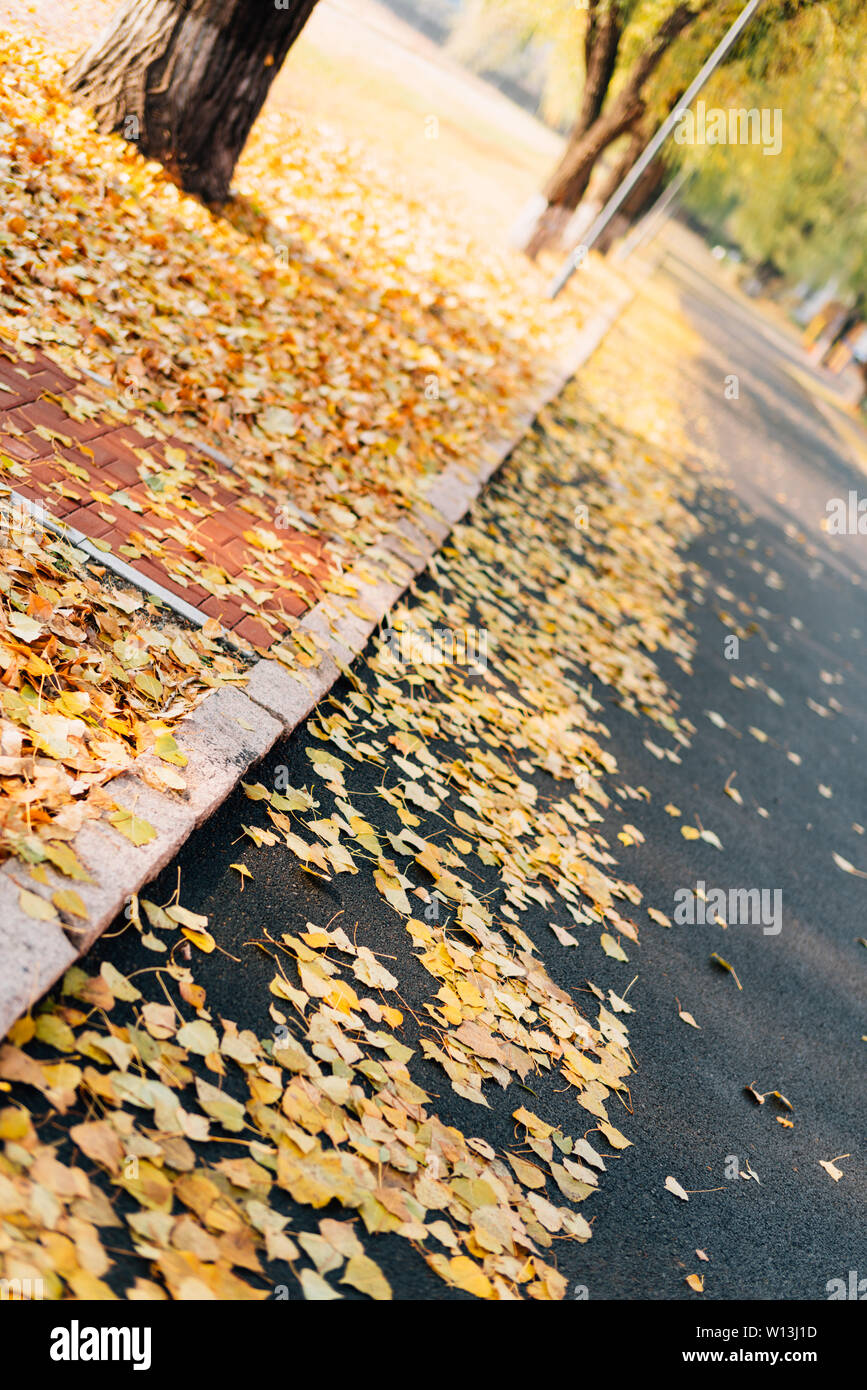 Japanese poplar hi-res stock photography and images - Alamy