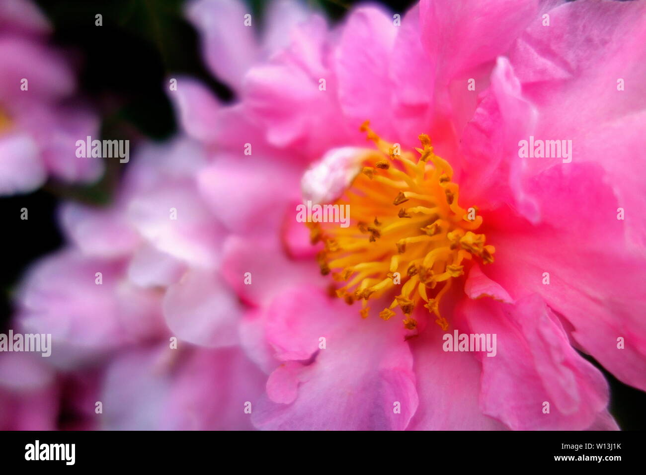 Tea with flowers pearls hi-res stock photography and images - Alamy