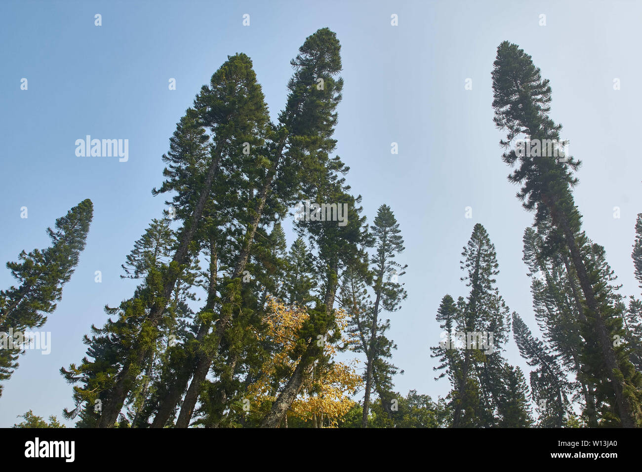 A big tree Stock Photo - Alamy