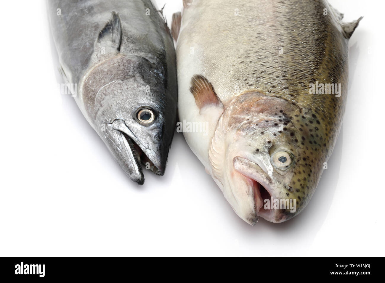 Fresh Bonito and Salmon isolated on white background Stock Photo - Alamy