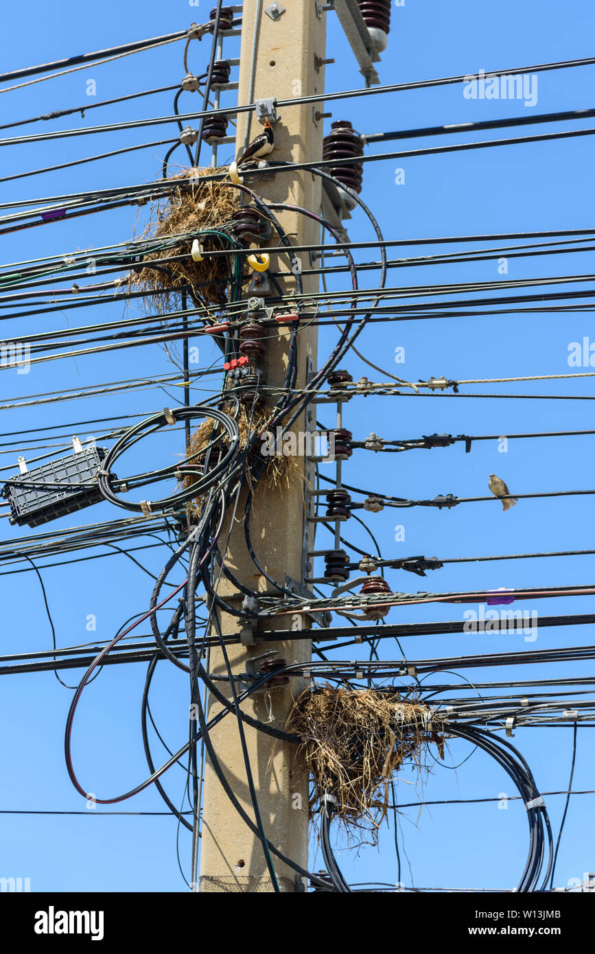 Bird's nest on electric cable Stock Photo - Alamy