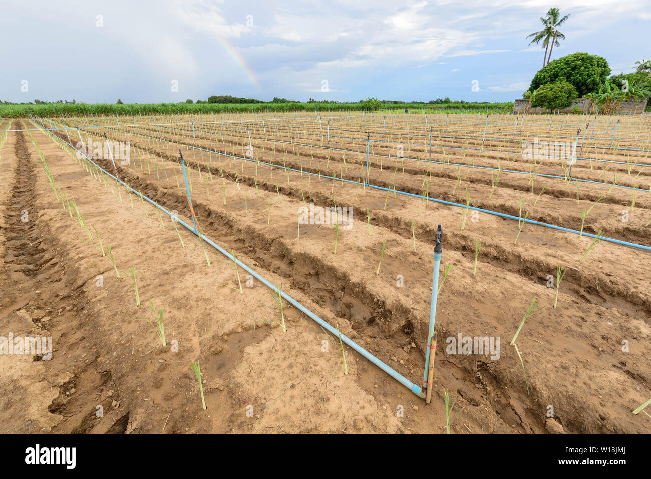 Lemongrass field hi-res stock photography and images - Alamy