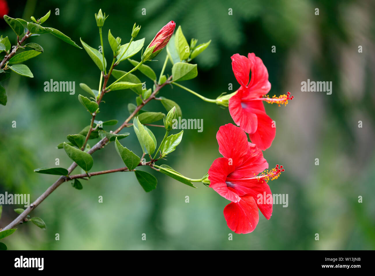 Red flowers of Hibiscus or Rose Mallow (Hibiscus rosa-sinensis Stock ...
