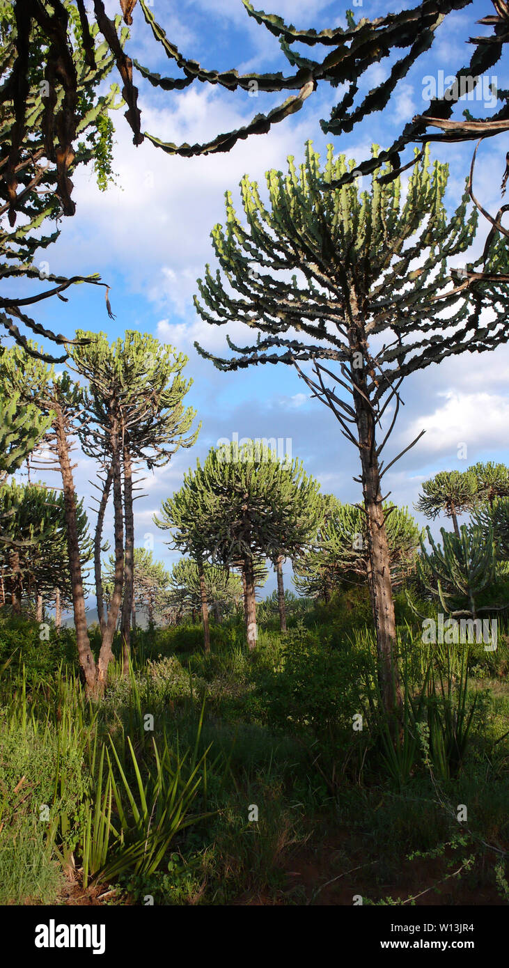 Alpine vegetation zone hi-res stock photography and images - Alamy