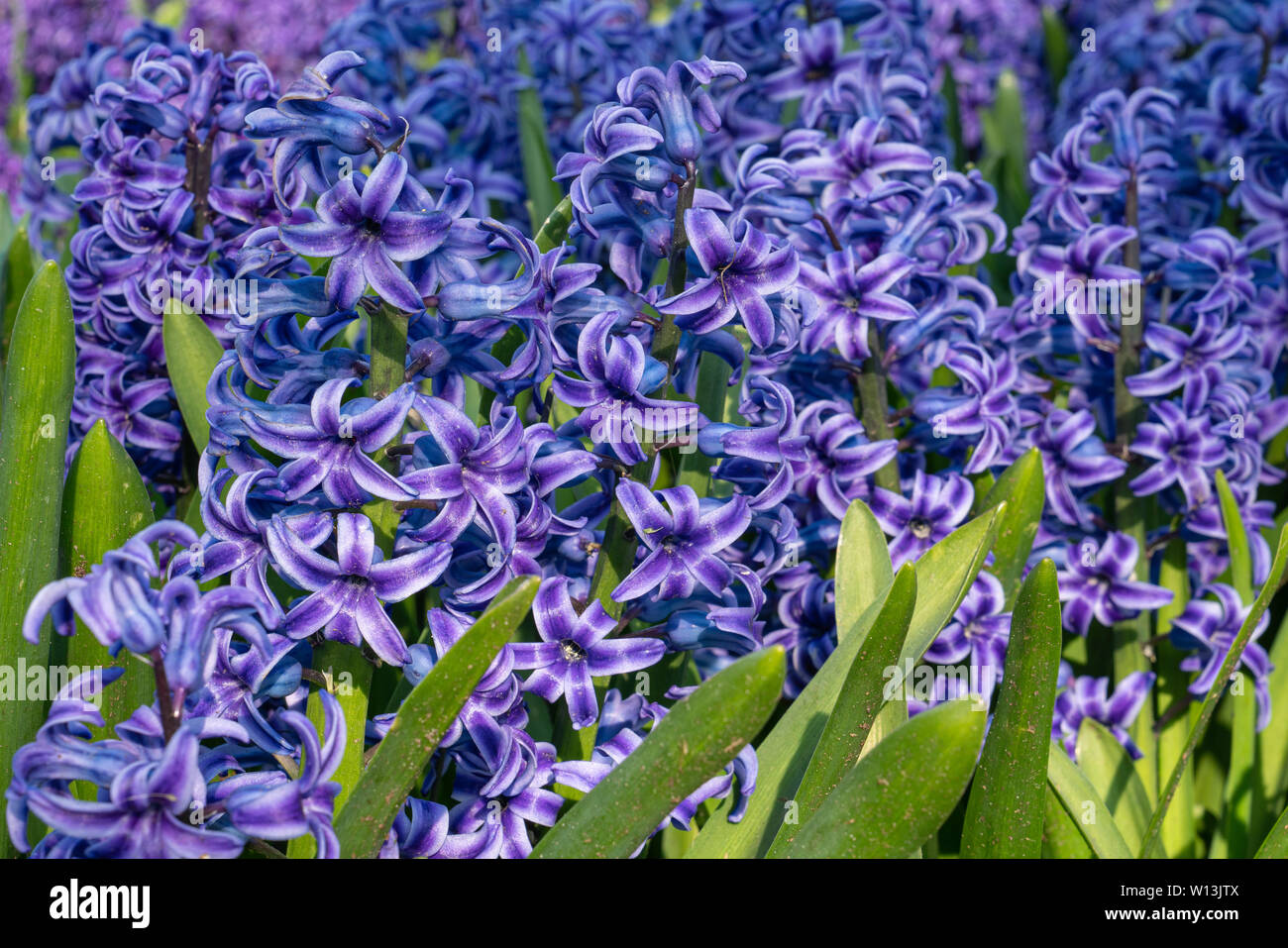 Common Hyacinth (Hyacinthus orientalis), flowers of springtime Stock Photo - Alamy