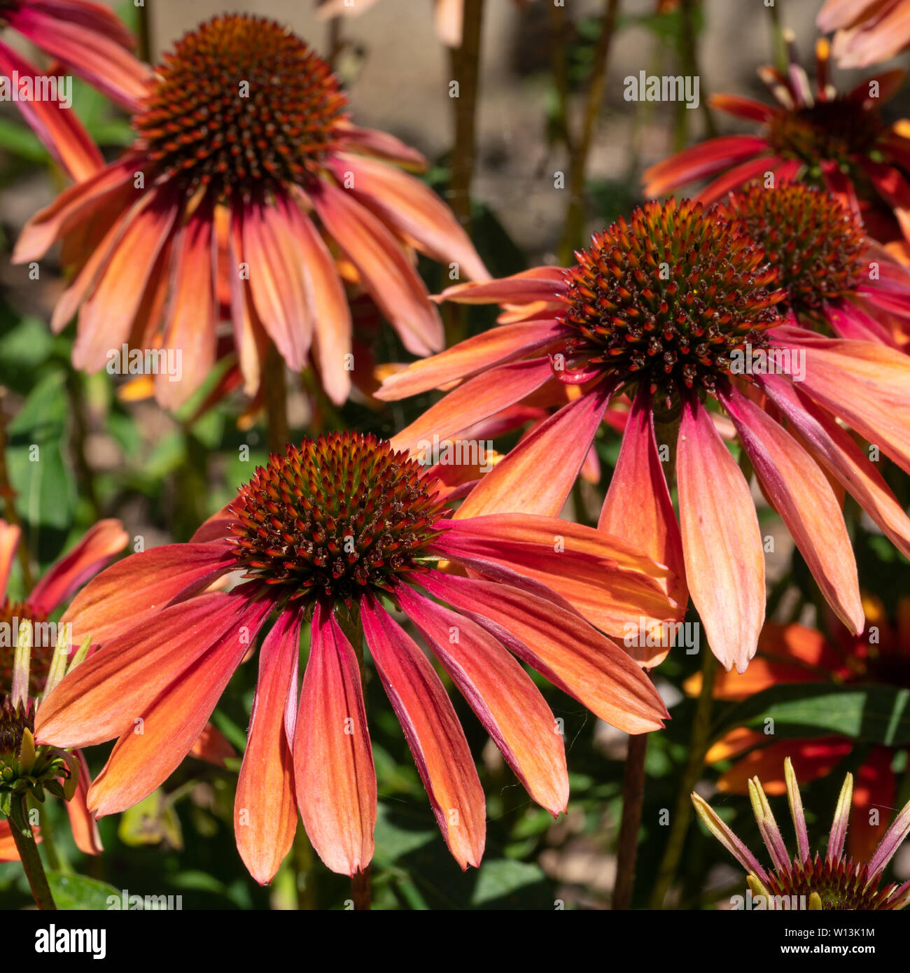 Coneflower (Echinacea purpurea), flowers of summer Stock Photo - Alamy