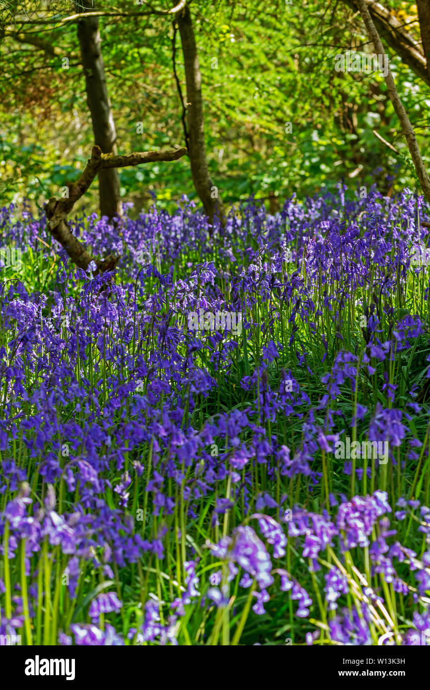 Sea of blue bells Stock Photo - Alamy