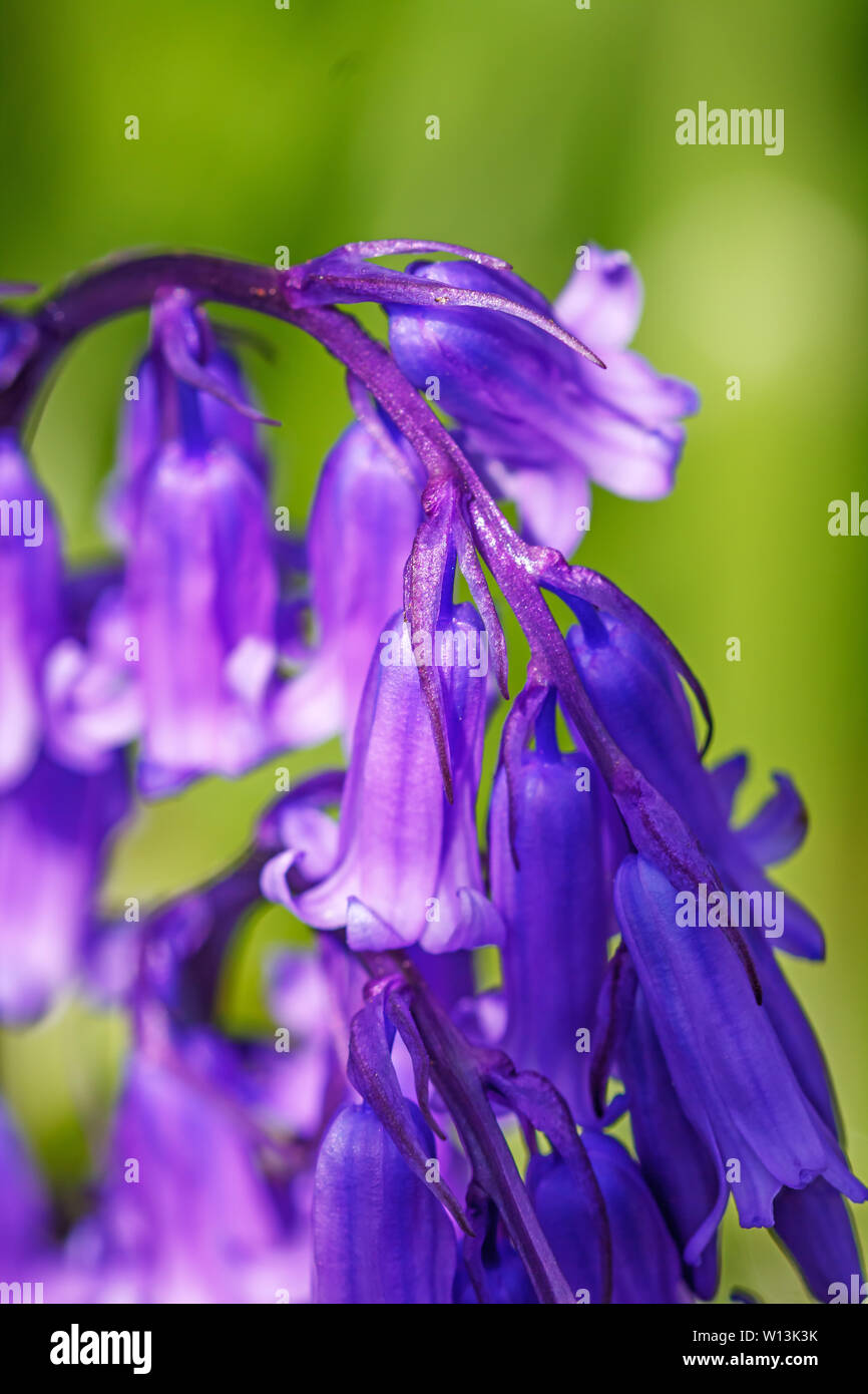 Blue bells up close Stock Photo - Alamy