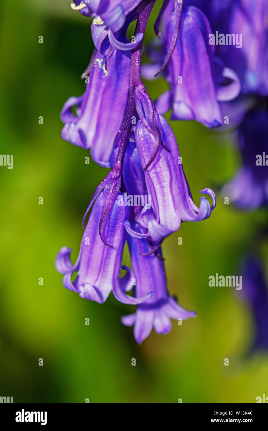 Blue bells up close Stock Photo - Alamy