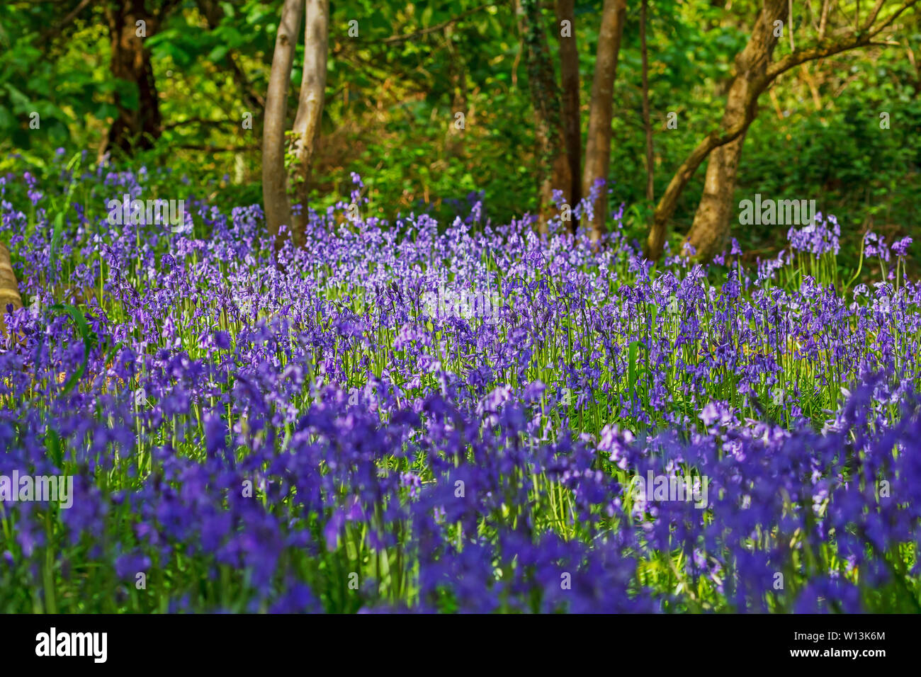 Sea of blue bells Stock Photo - Alamy