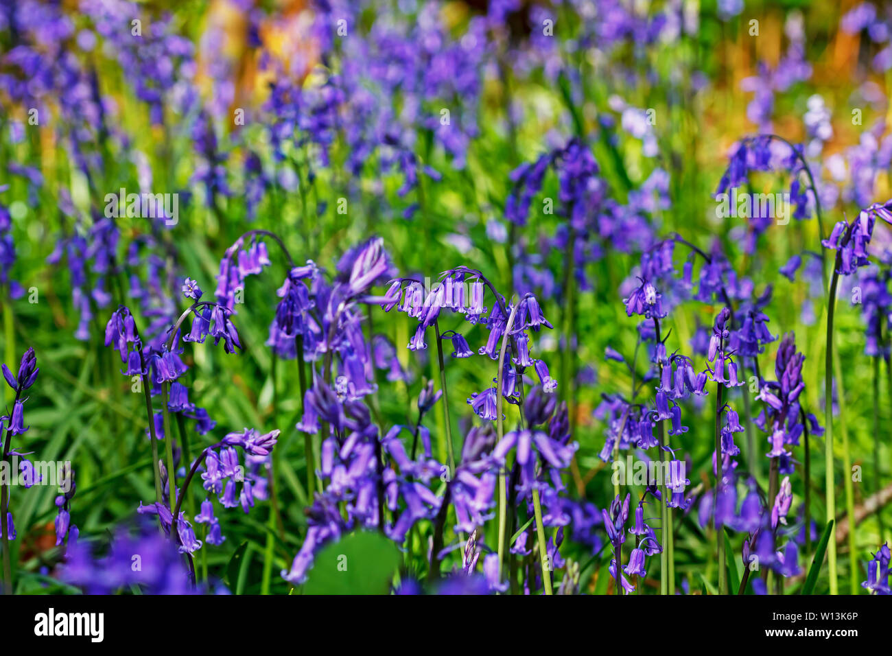 Sea of blue bells Stock Photo - Alamy