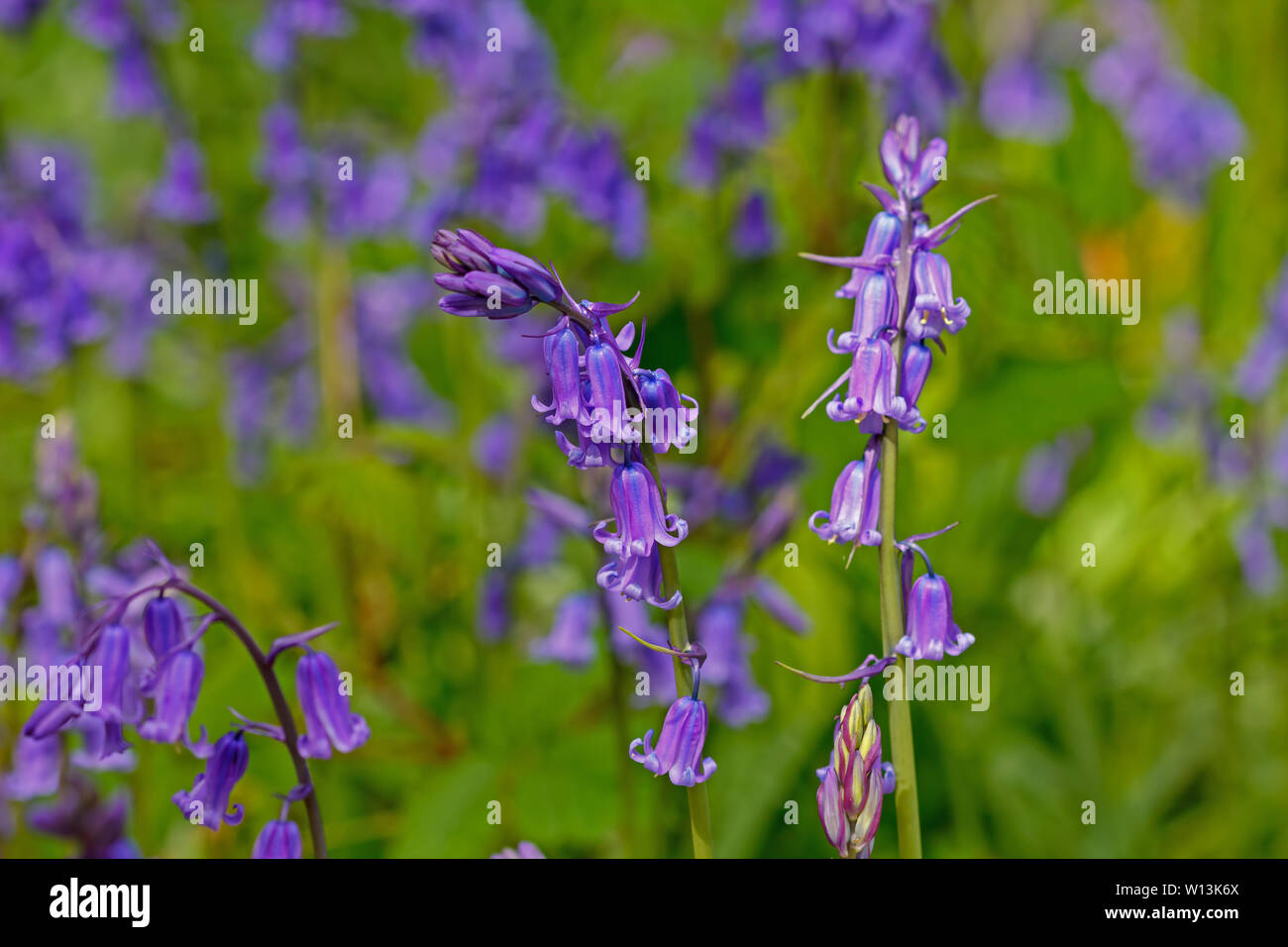 Blue bells up close Stock Photo - Alamy