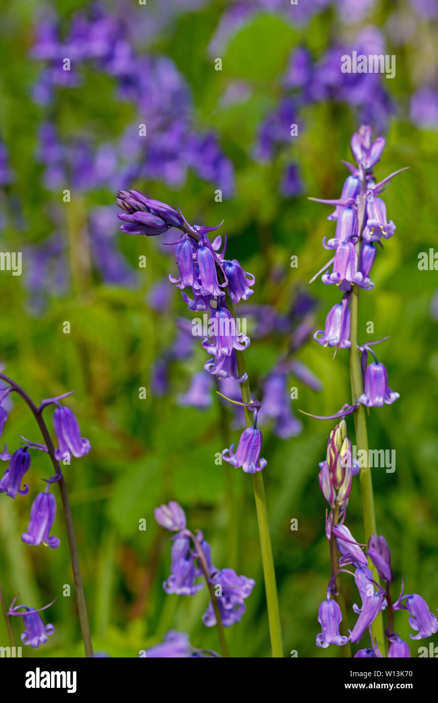 Blue bells up close Stock Photo - Alamy