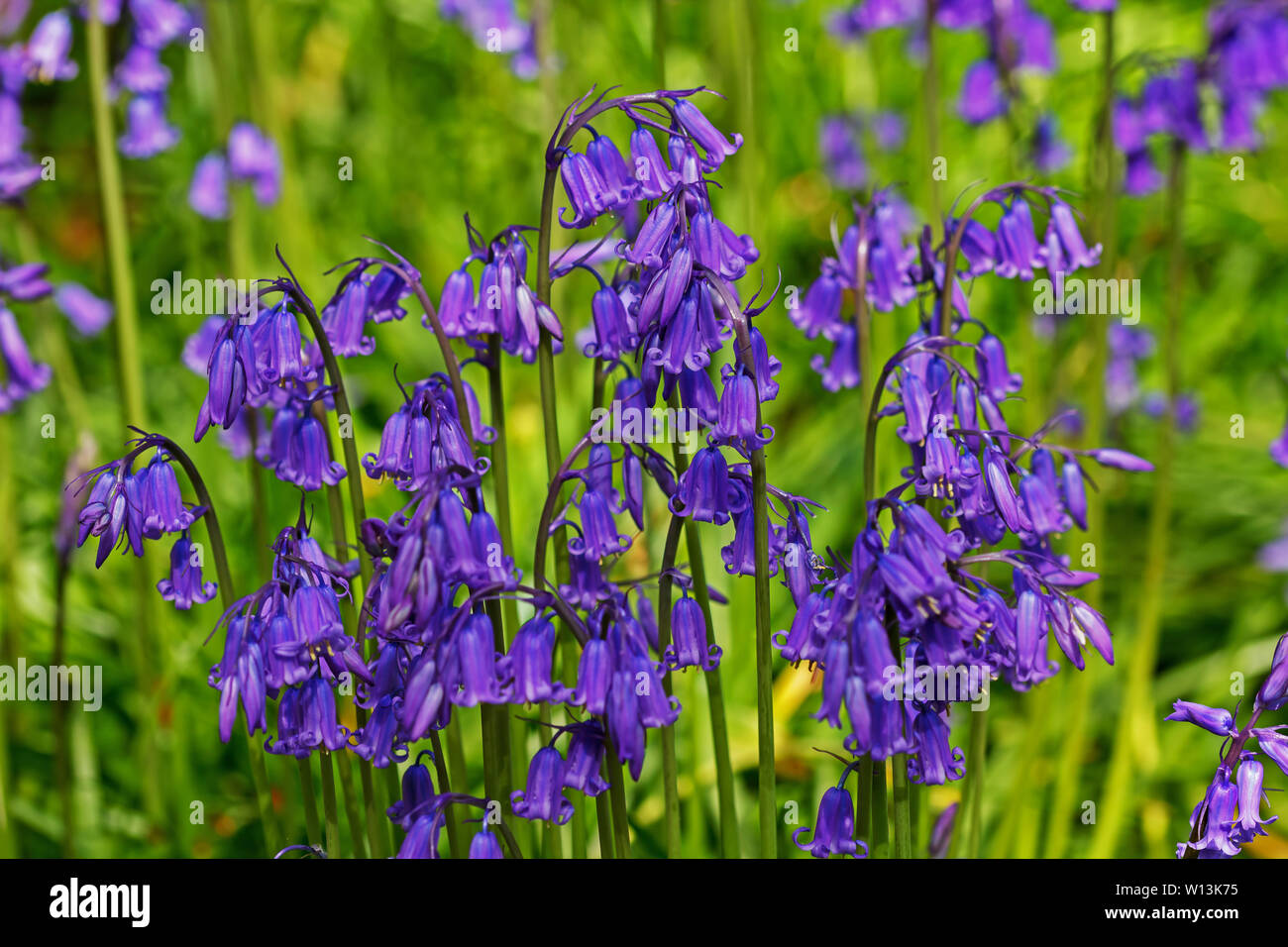 Blue bells up close Stock Photo - Alamy