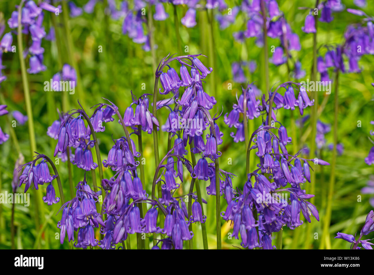 Blue bells up close Stock Photo - Alamy