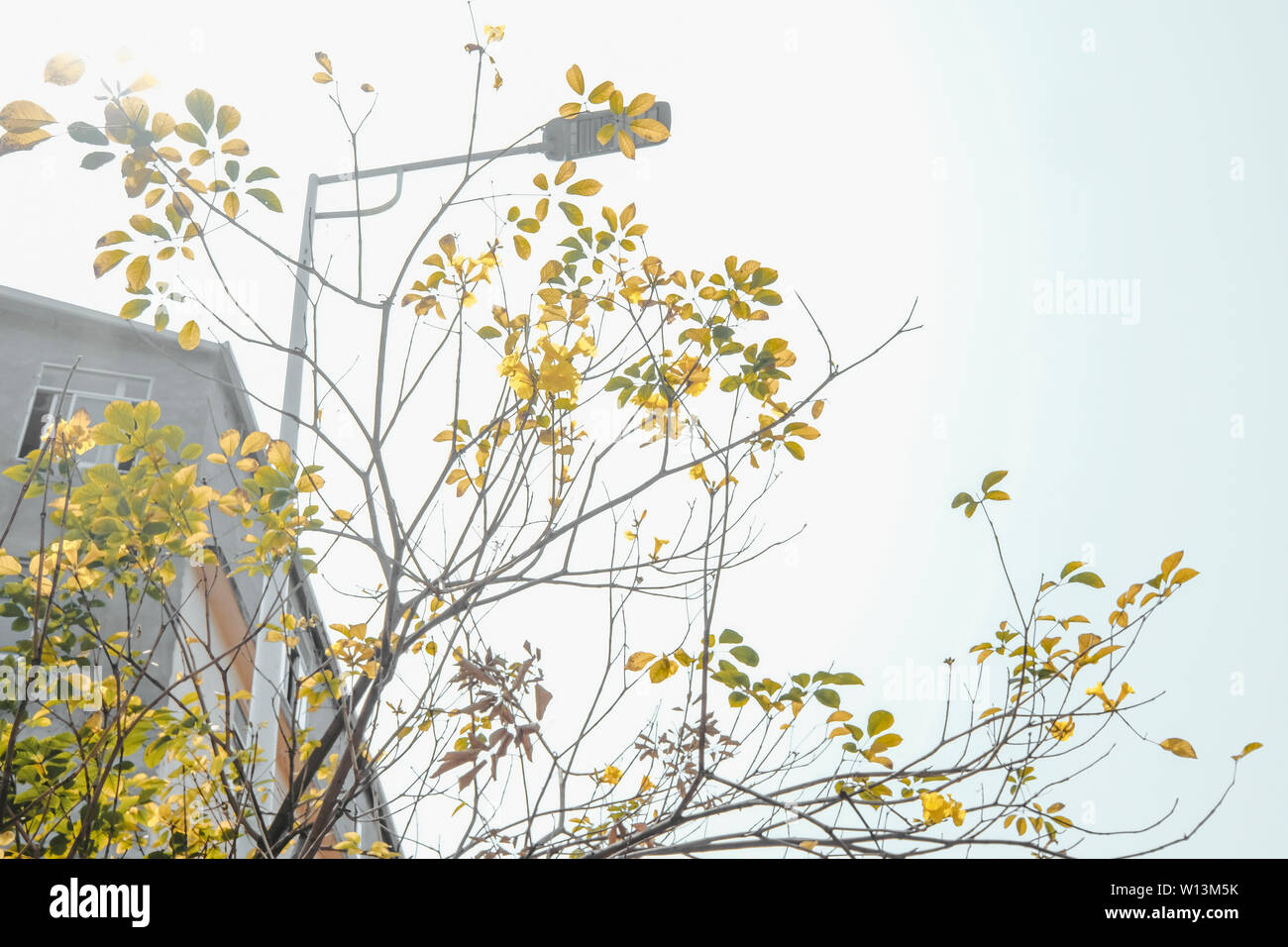 Fuzhou big leaf banyan tree Stock Photo - Alamy