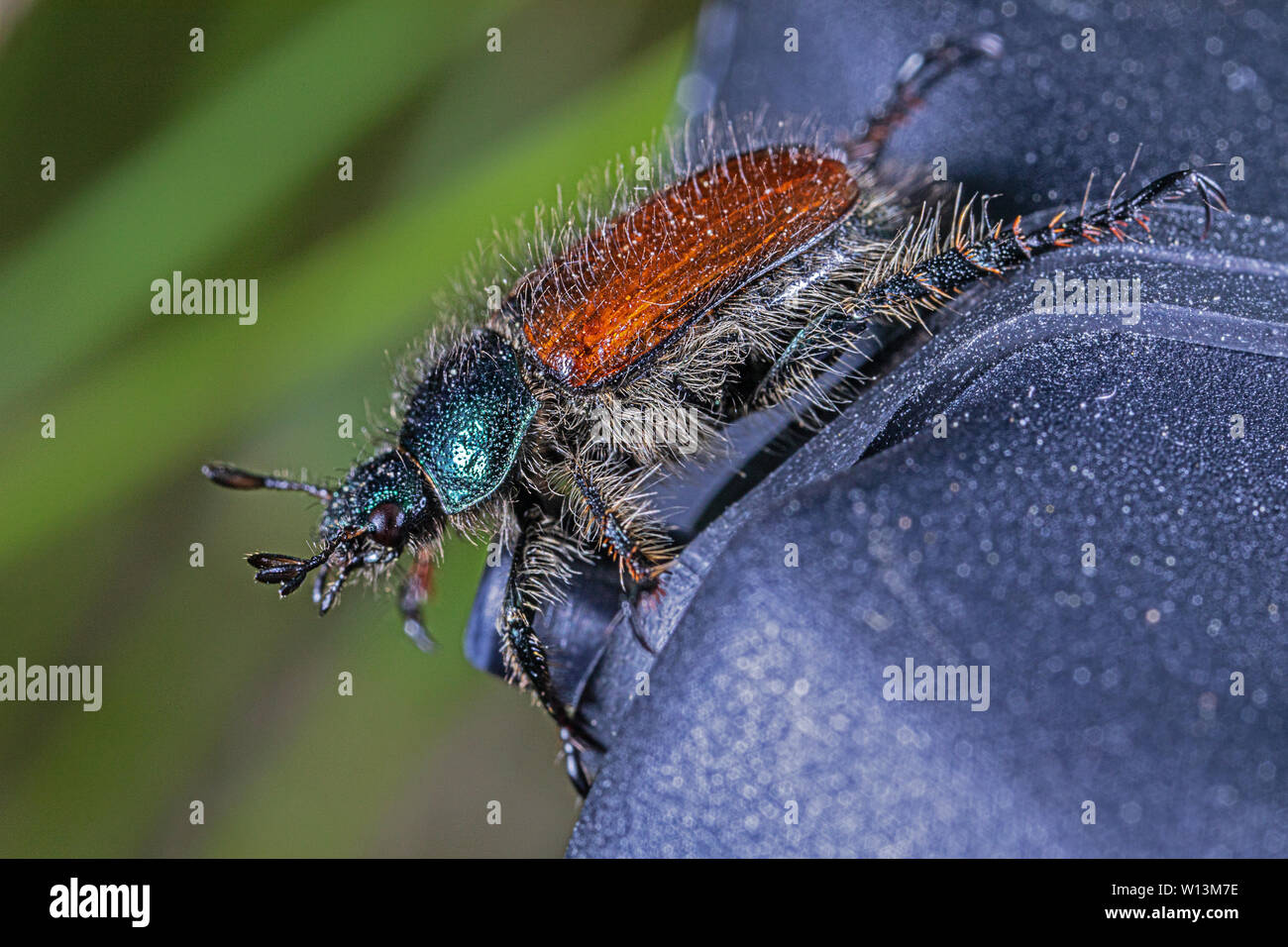 Comb clawed beetle hi-res stock photography and images - Alamy
