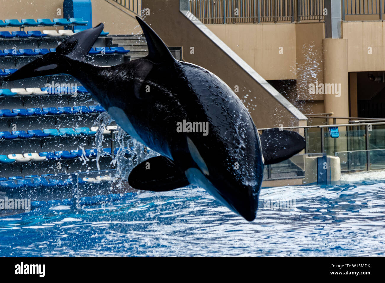 Haichang Ocean Park orca performance in Shanghai Stock Photo - Alamy