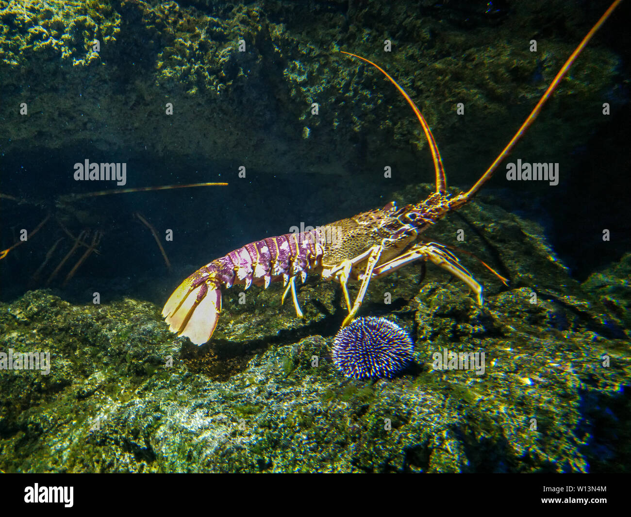 Lobster fish for aquarium hi-res stock photography and images - Alamy