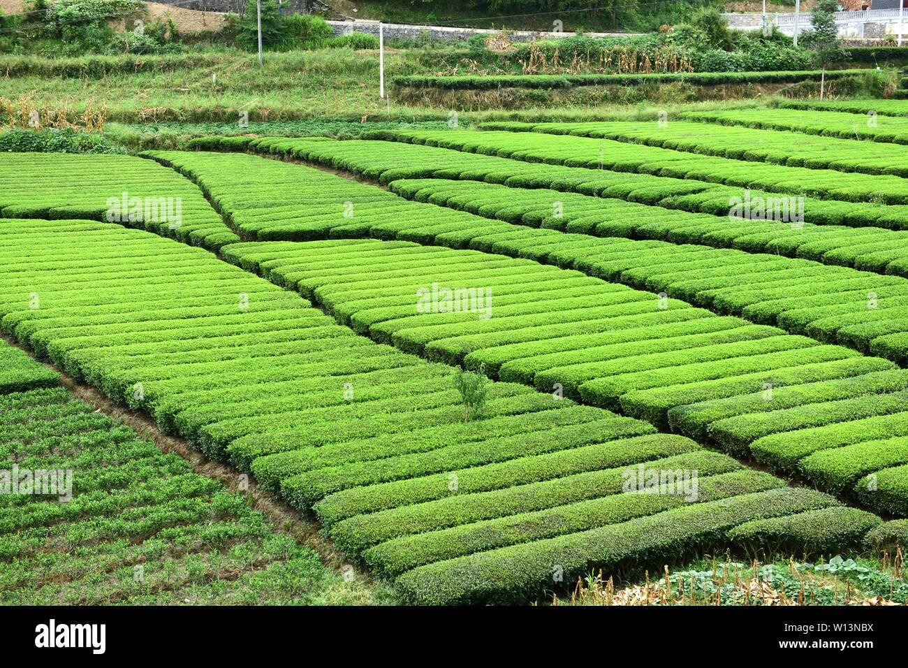 Tea garden scenery Stock Photo - Alamy