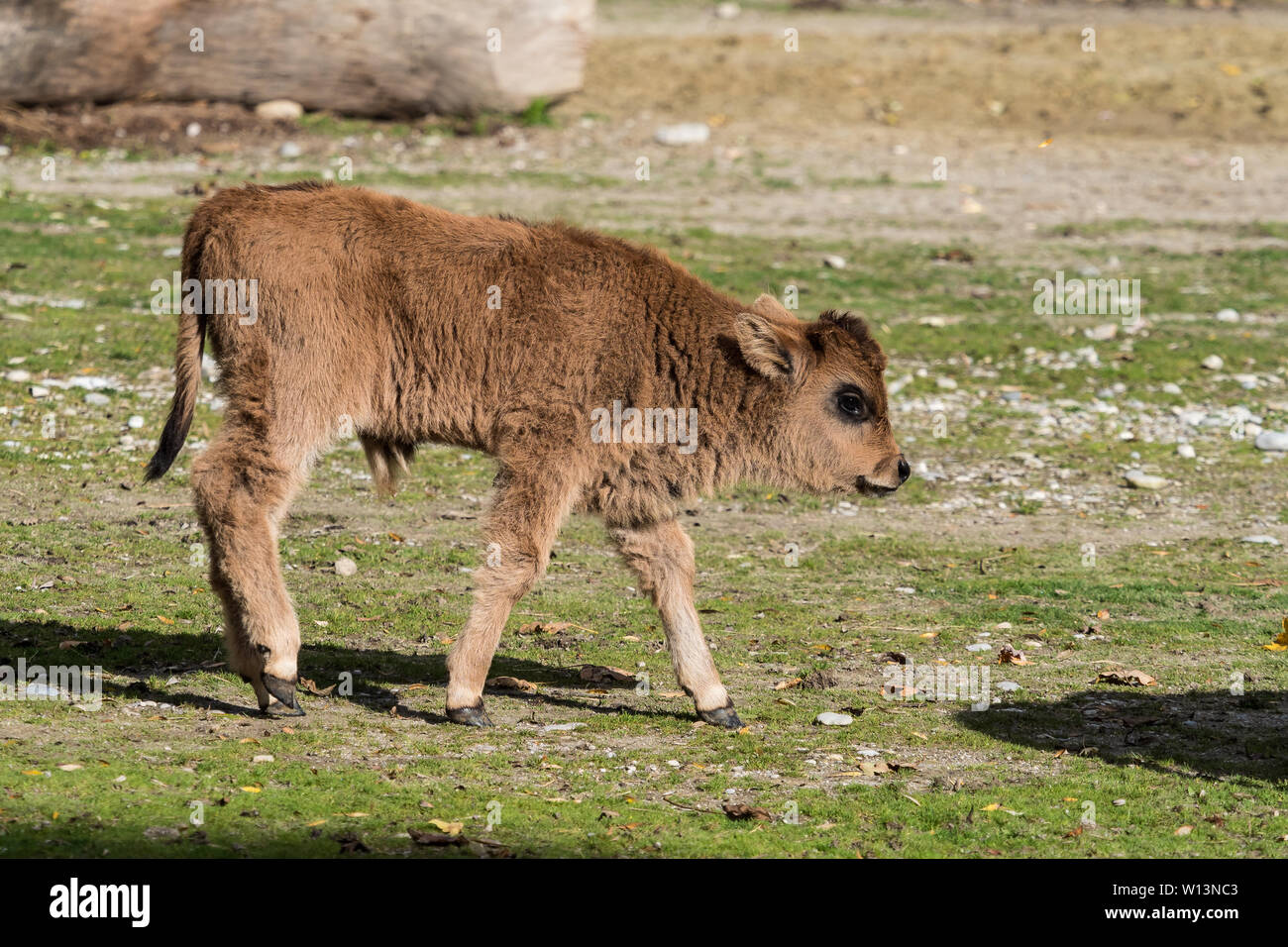 Heck cattle, Bos primigenius taurus, claimed to resemble the extinct ...