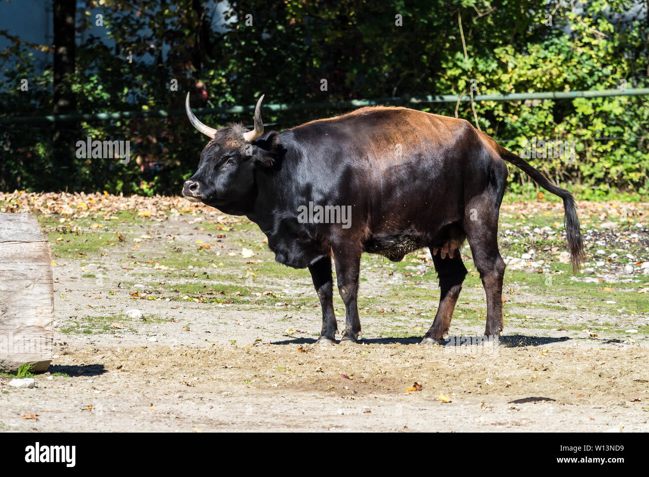 Heck cattle, Bos primigenius taurus, claimed to resemble the extinct ...