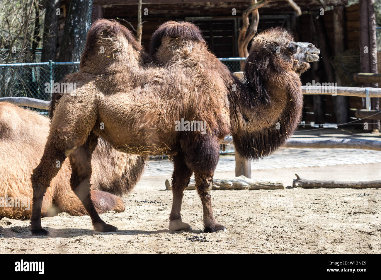 The Bactrian camels, Camelus bactrianus is a large, even-toed ungulate ...