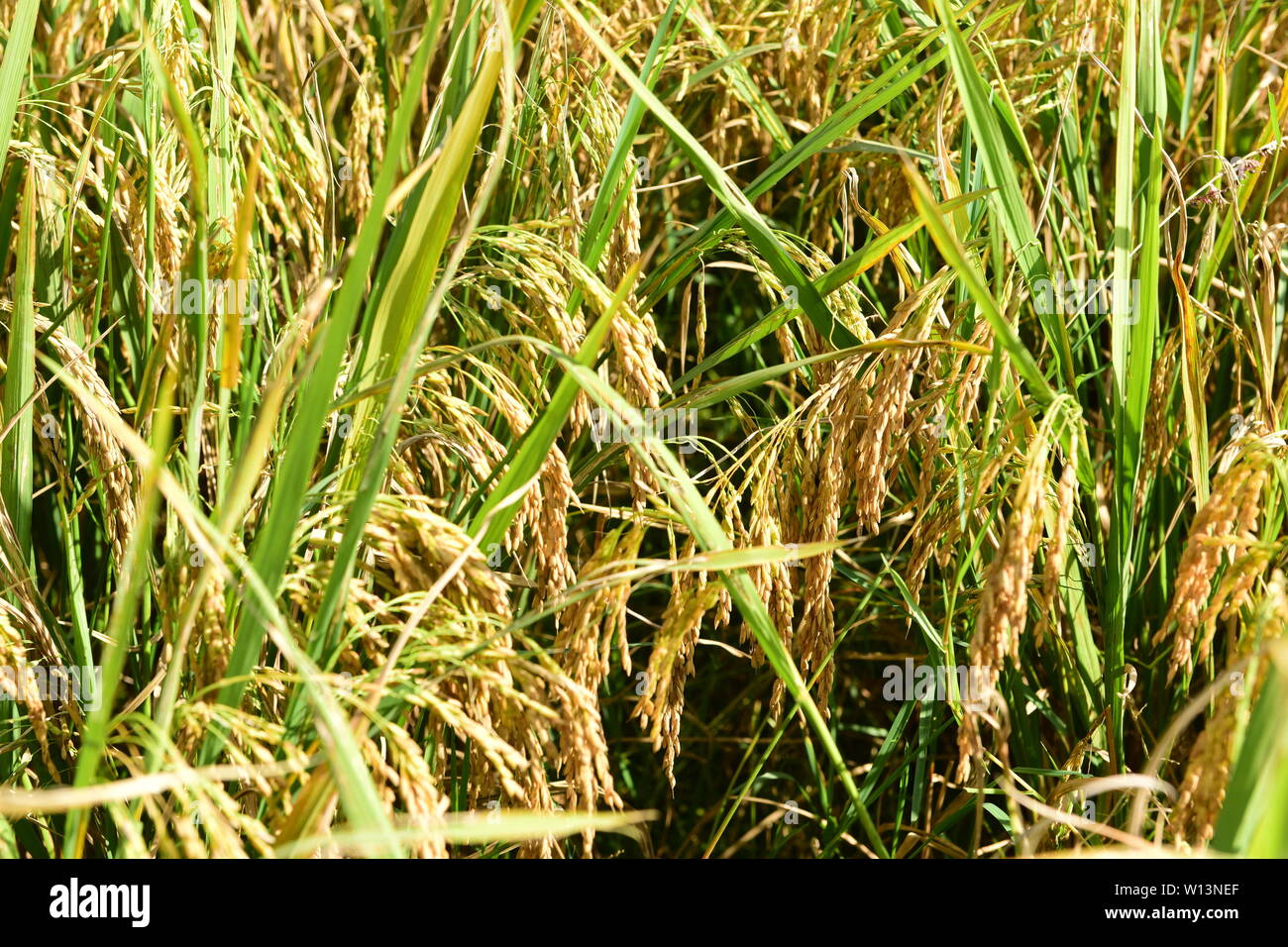 High definition rice hi-res stock photography and images - Alamy