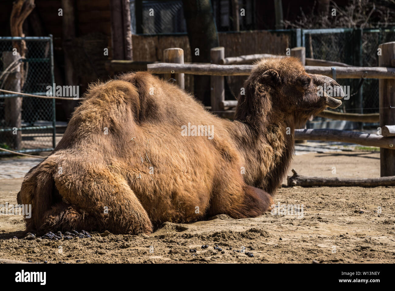 The Bactrian camels, Camelus bactrianus is a large, even-toed ungulate ...