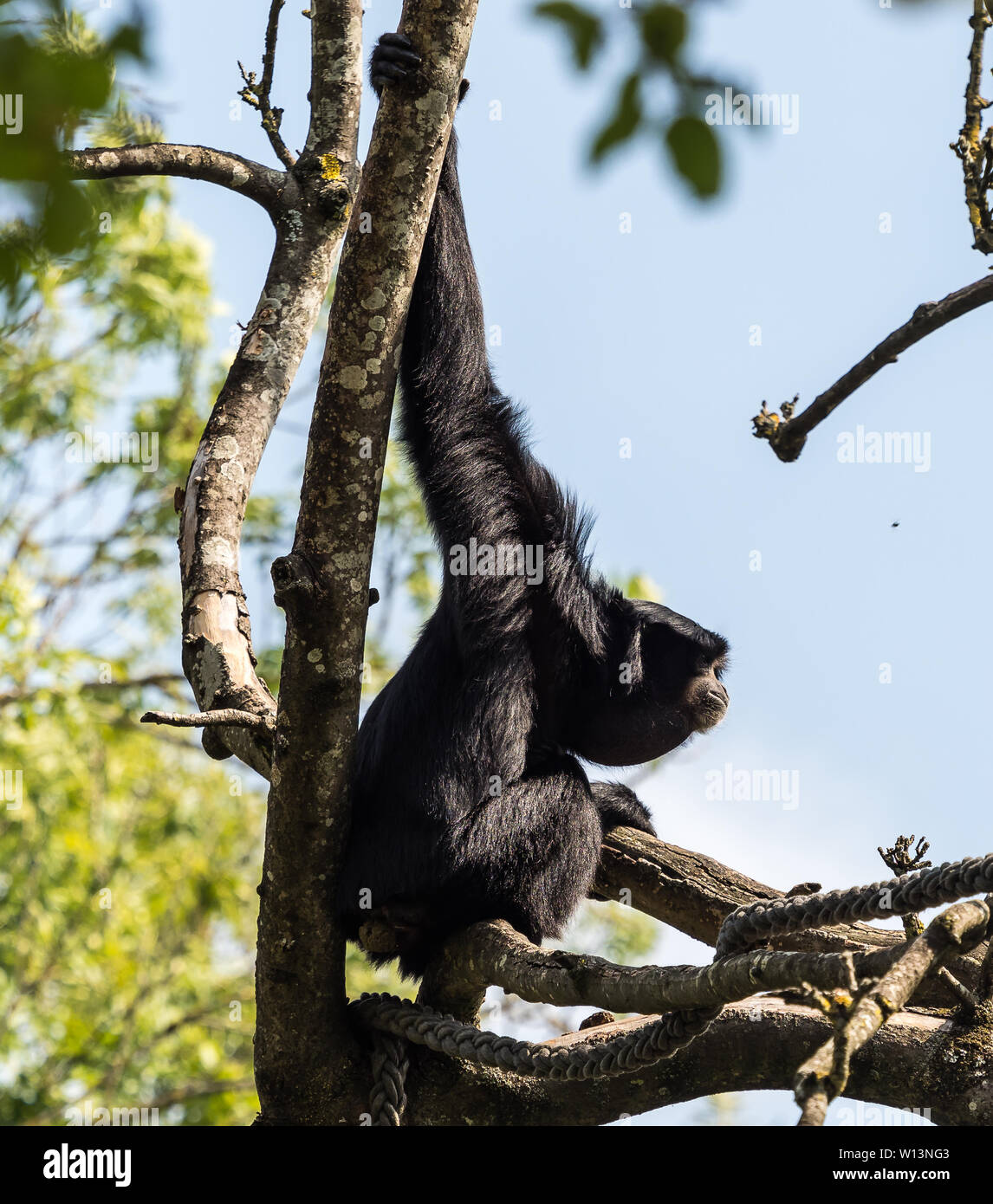 The siamang,Symphalangus syndactylus is an arboreal black-furred gibbon ...