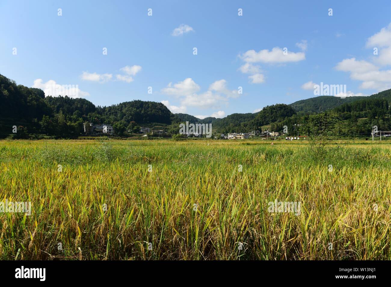 High definition rice hi-res stock photography and images - Alamy