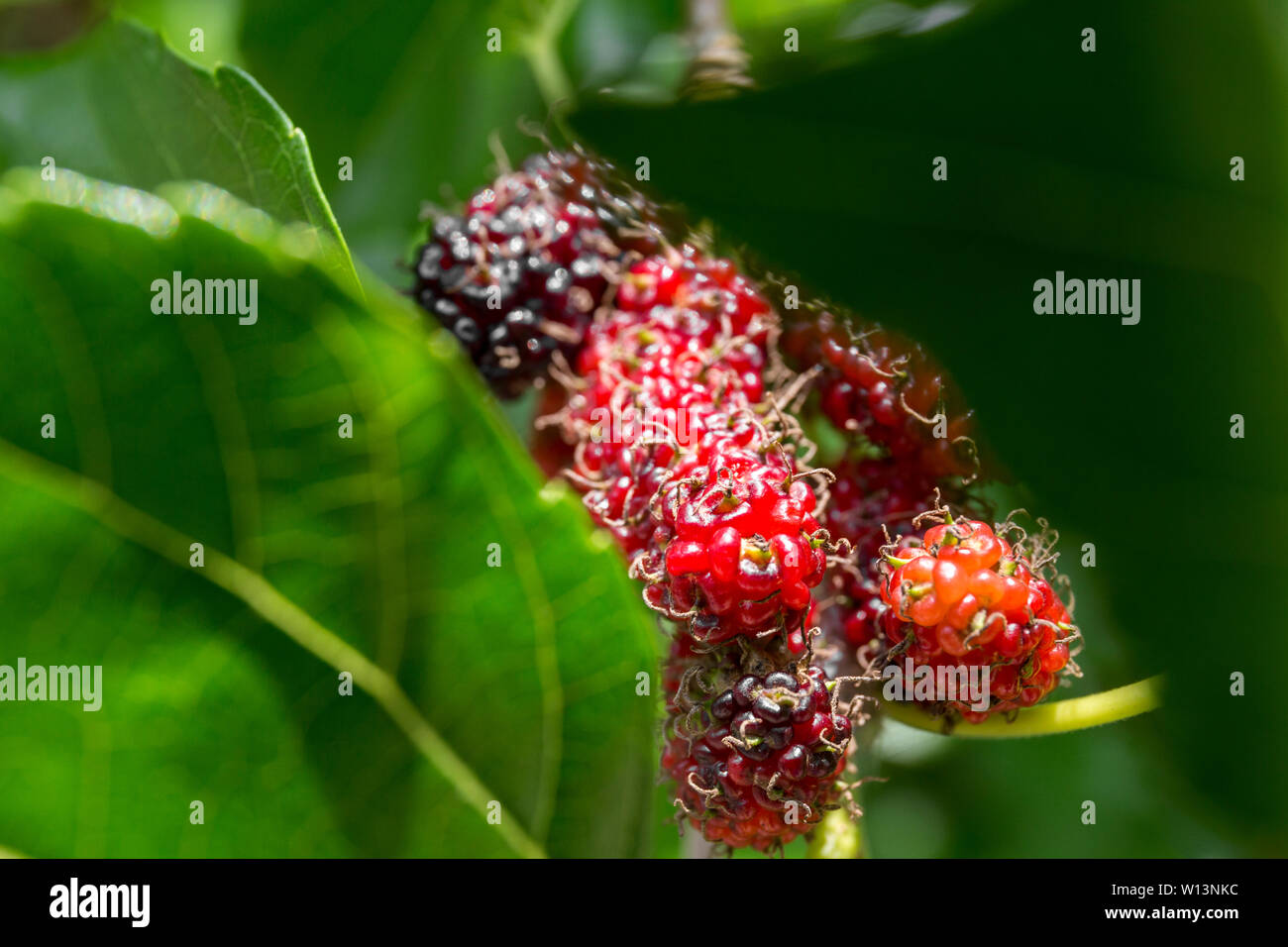 Mulberry trees asia hi-res stock photography and images - Alamy