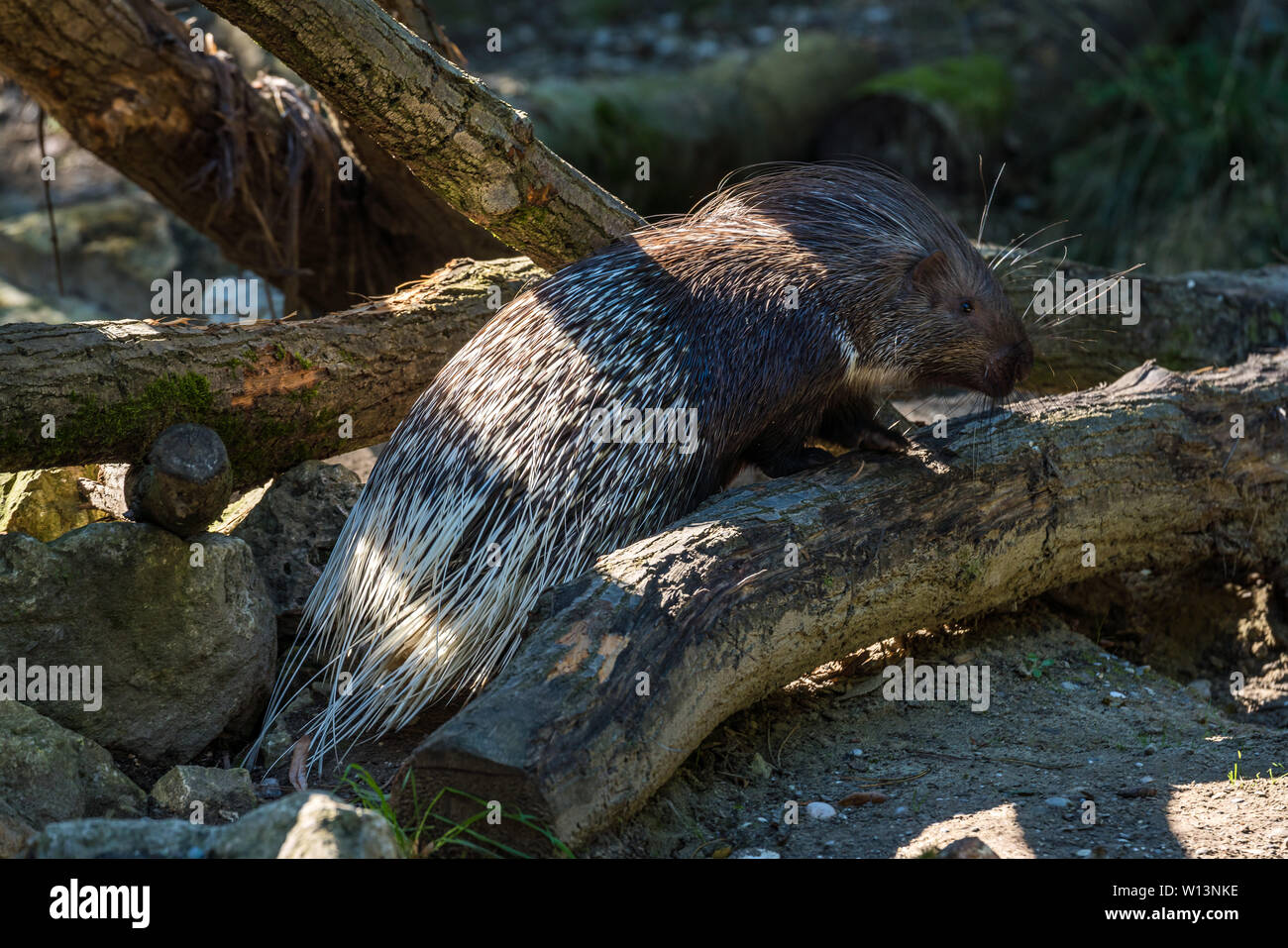 The Indian crested Porcupine, Hystrix indica or Indian porcupine, is a ...