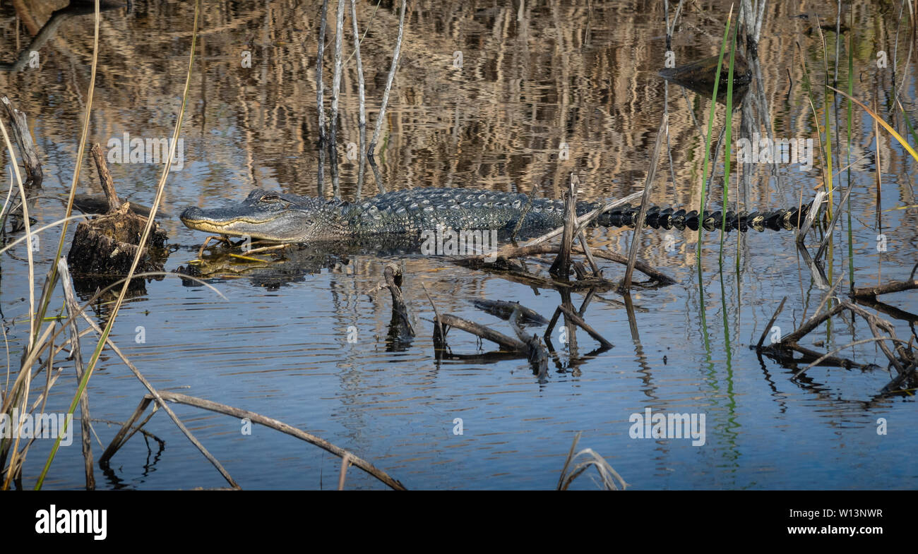 Alligator in water Stock Photo - Alamy