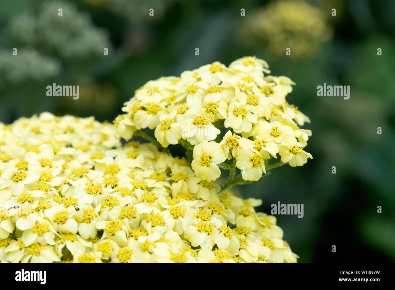 Achillea flower garden plant hi-res stock photography and images - Alamy