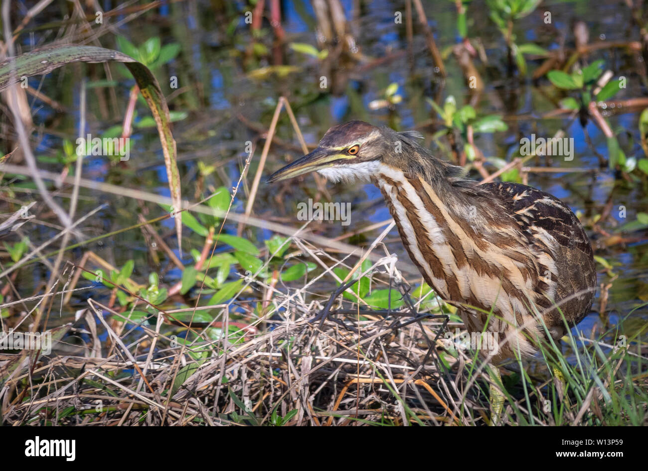 Very well camouflaged American Bittern bird Stock Photo - Alamy
