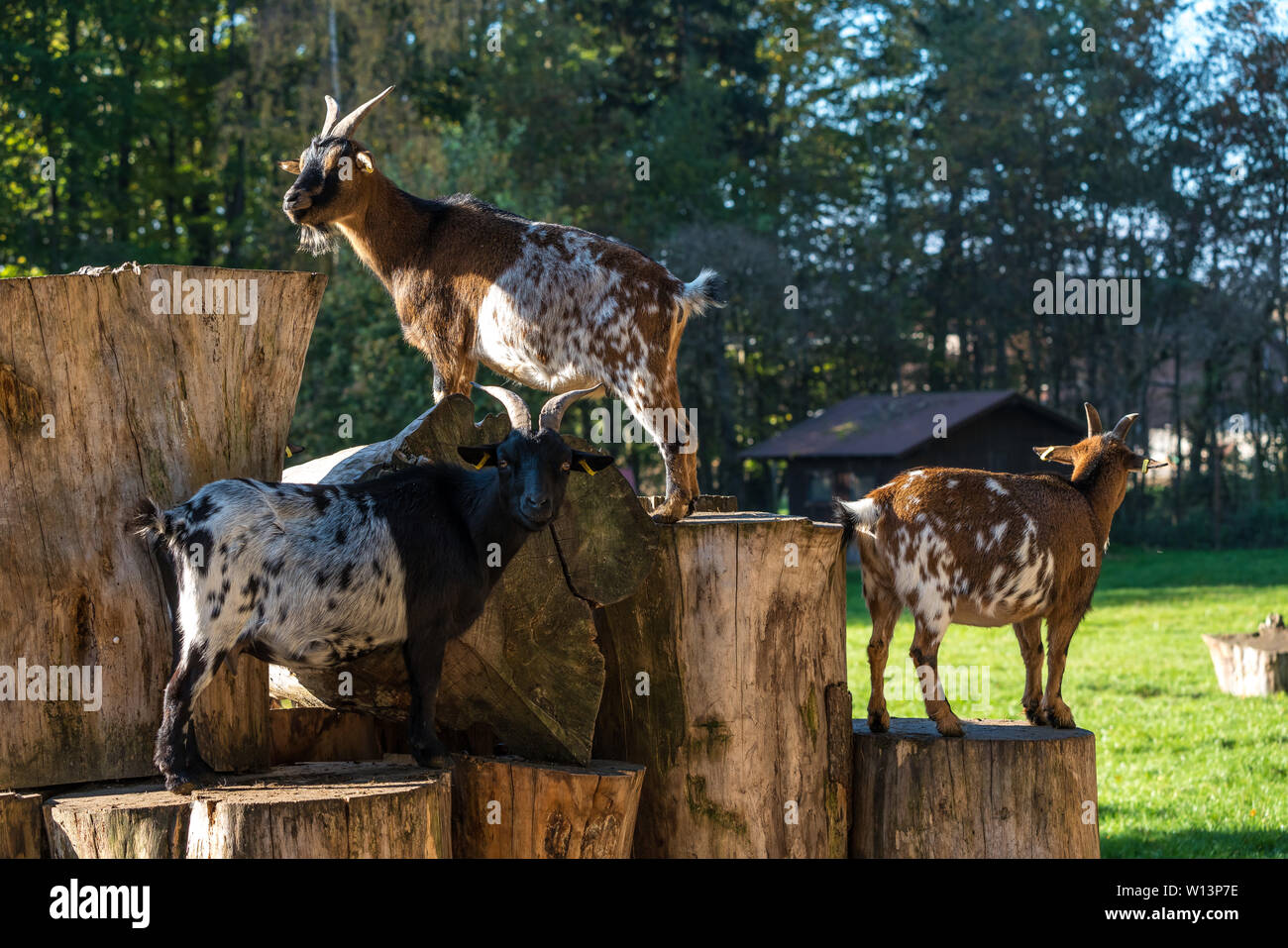 Domestic Goat, Capra aegagrus hircus. Goats are one of the oldest ...