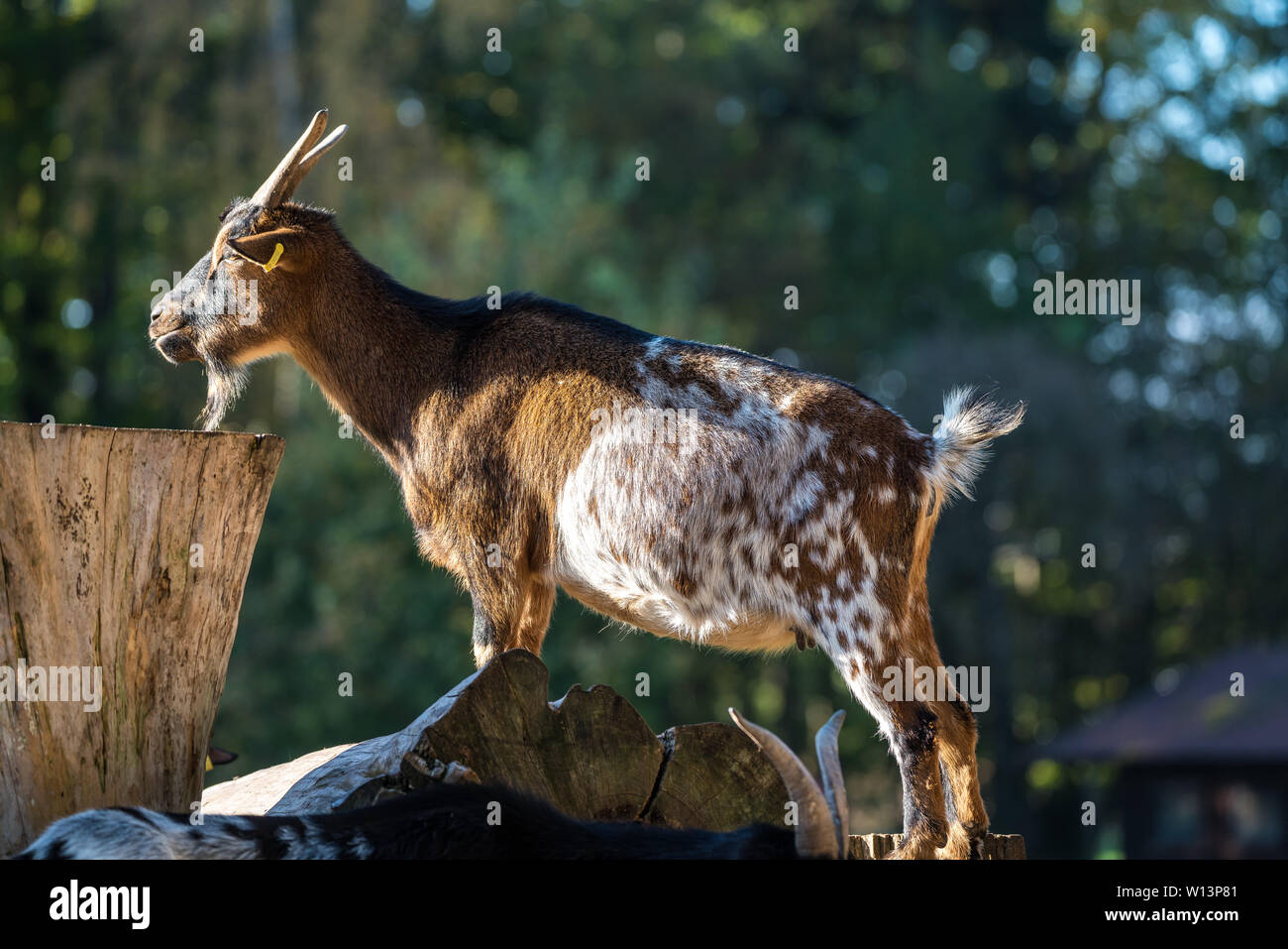 Domestic Goat, Capra aegagrus hircus. Goats are one of the oldest ...