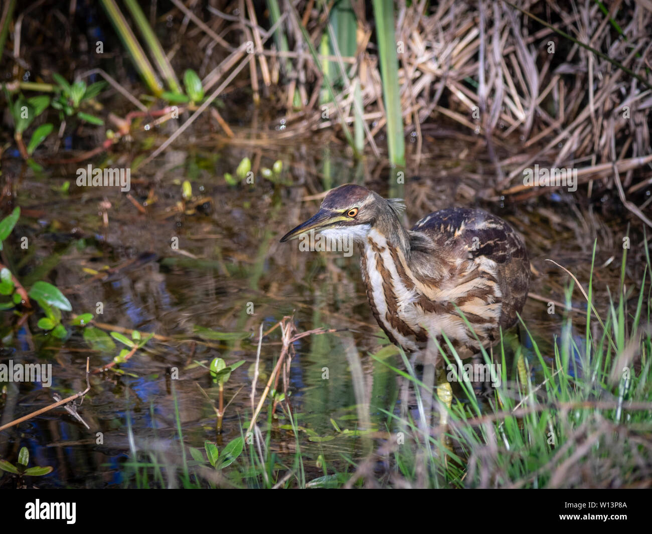 Very well camouflaged American Bittern bird Stock Photo - Alamy