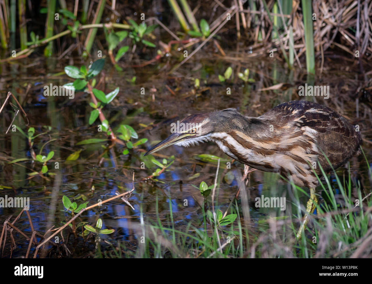 American bittern image hi-res stock photography and images - Alamy