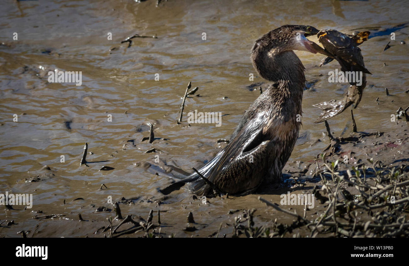 Anhinga struggling to eat a fish Stock Photo - Alamy