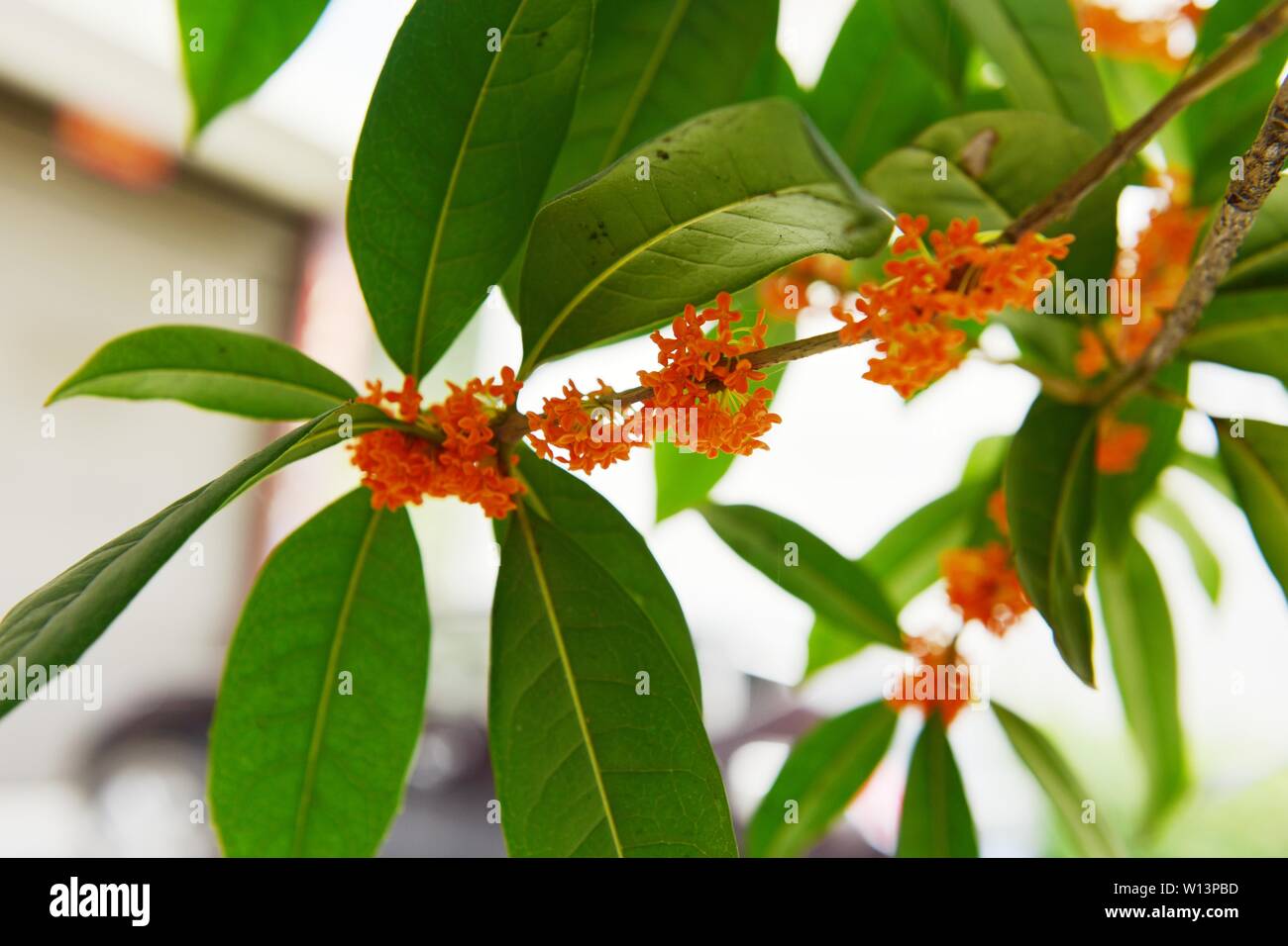 Dangui hi-res stock photography and images - Alamy