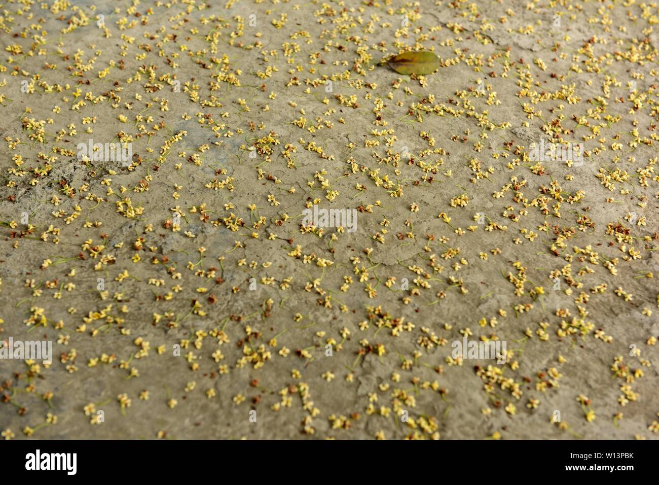 Silver osmanthus hi-res stock photography and images - Alamy