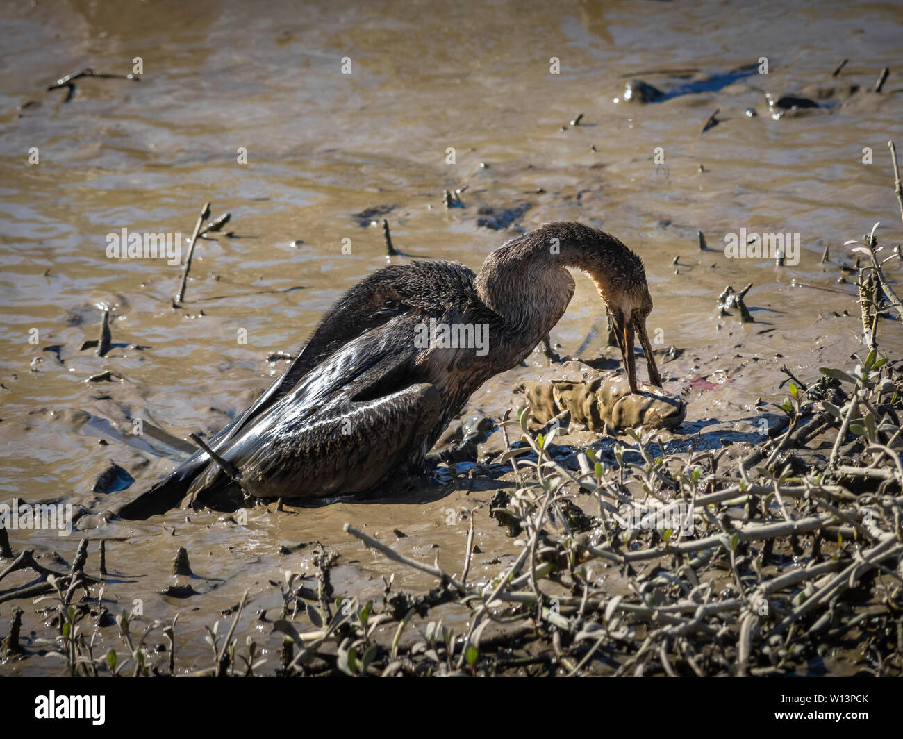 Anhinga struggling to eat a fish Stock Photo - Alamy