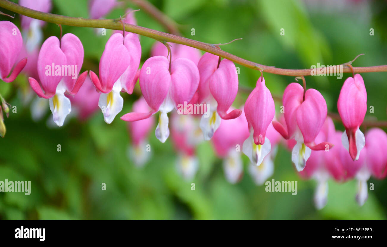 Pacific bleeding heart hi-res stock photography and images - Alamy