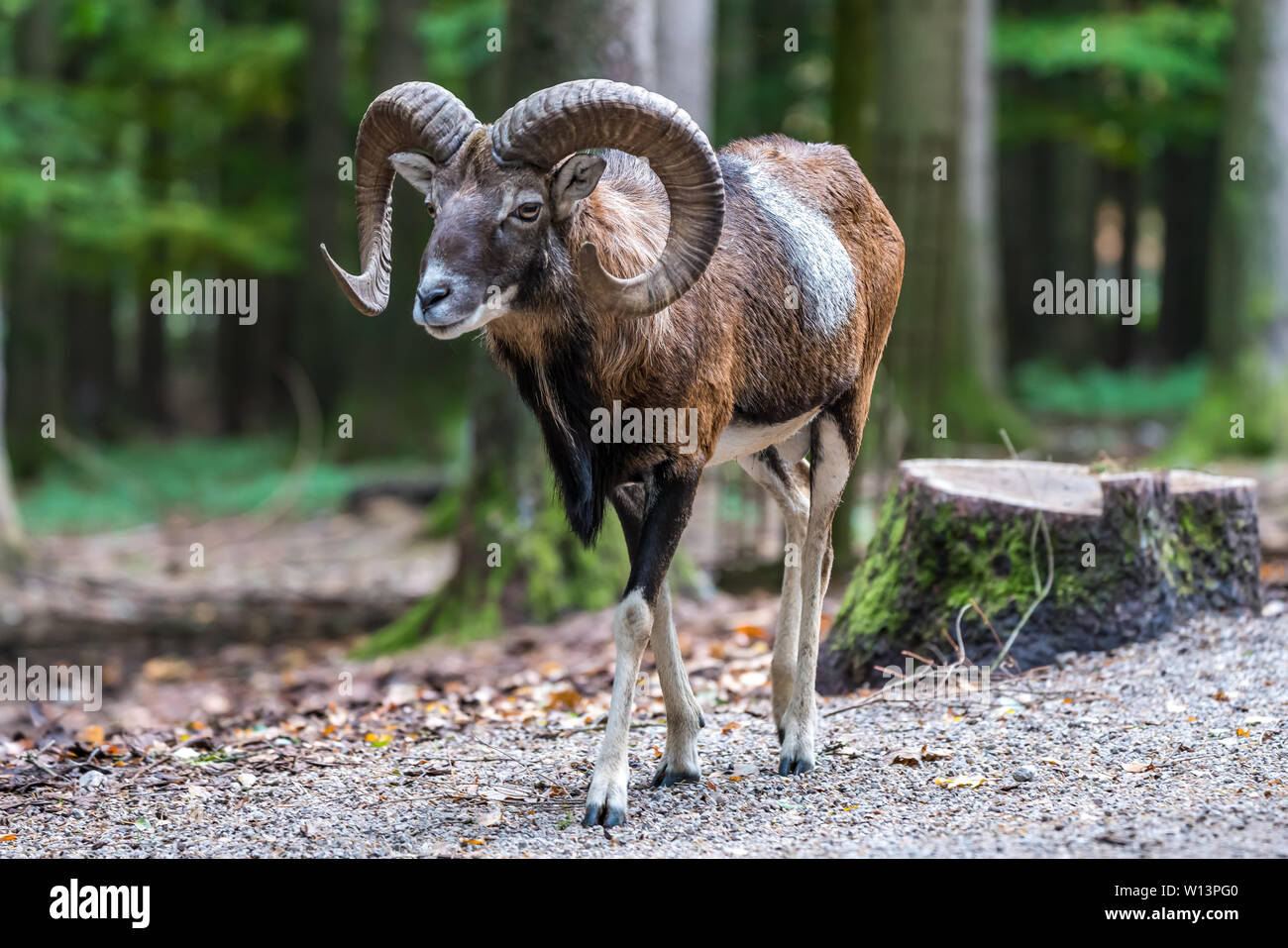 The European mouflon, Ovis orientalis musimon is the westernmost and ...