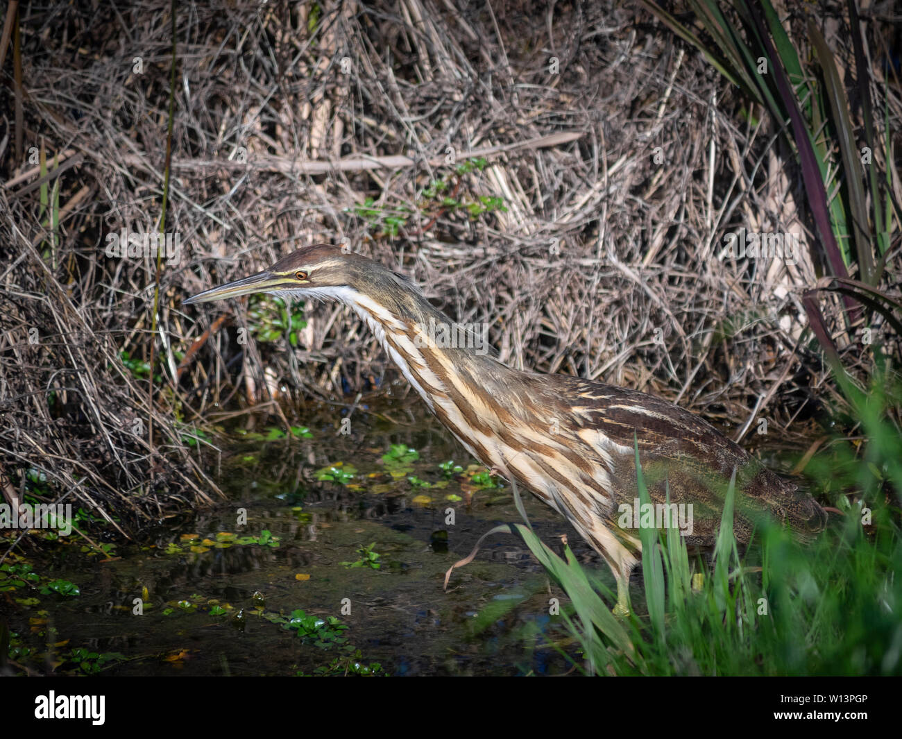 Well camouflaged American bittern bird Stock Photo - Alamy