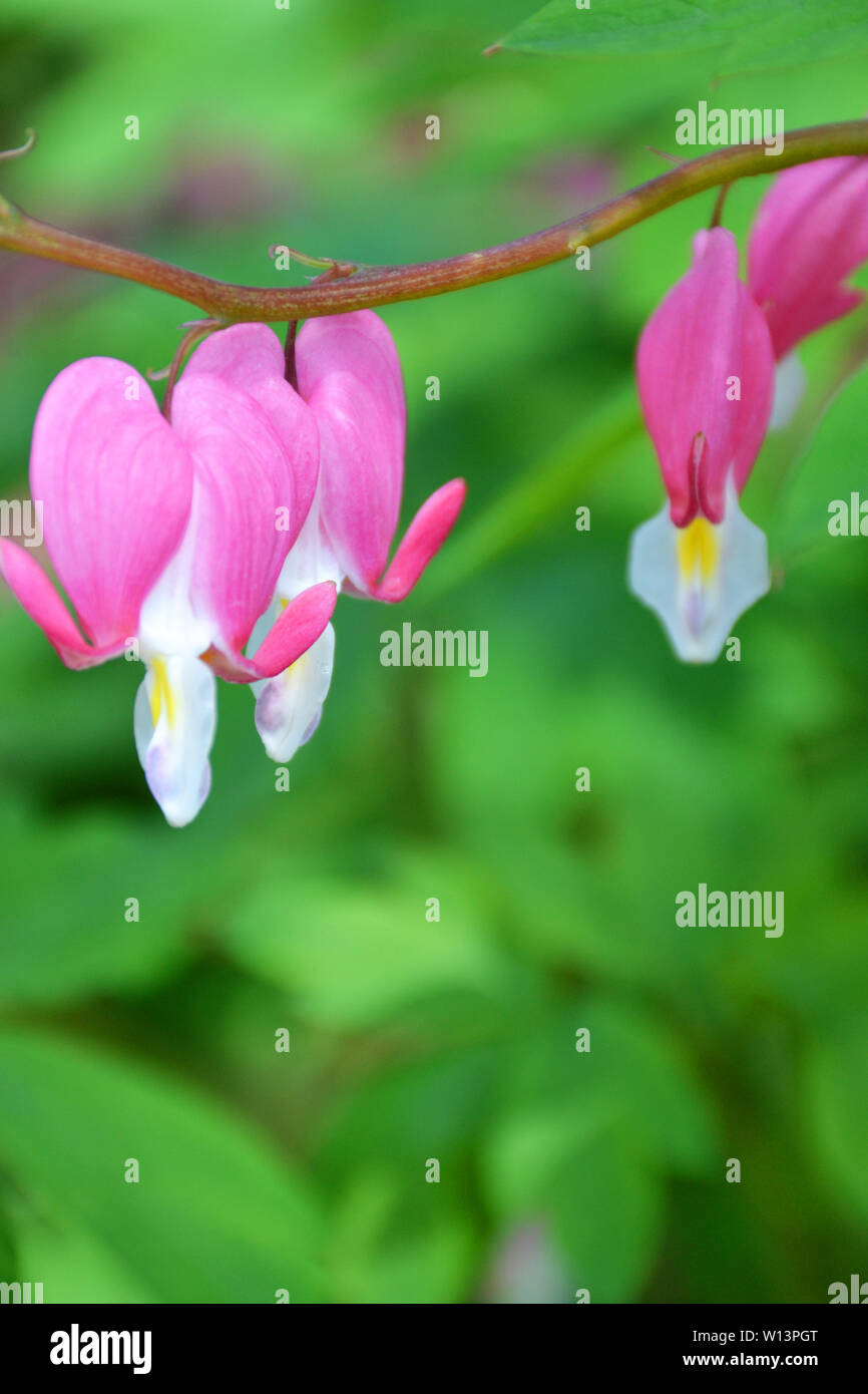Pacific bleeding heart hi-res stock photography and images - Alamy