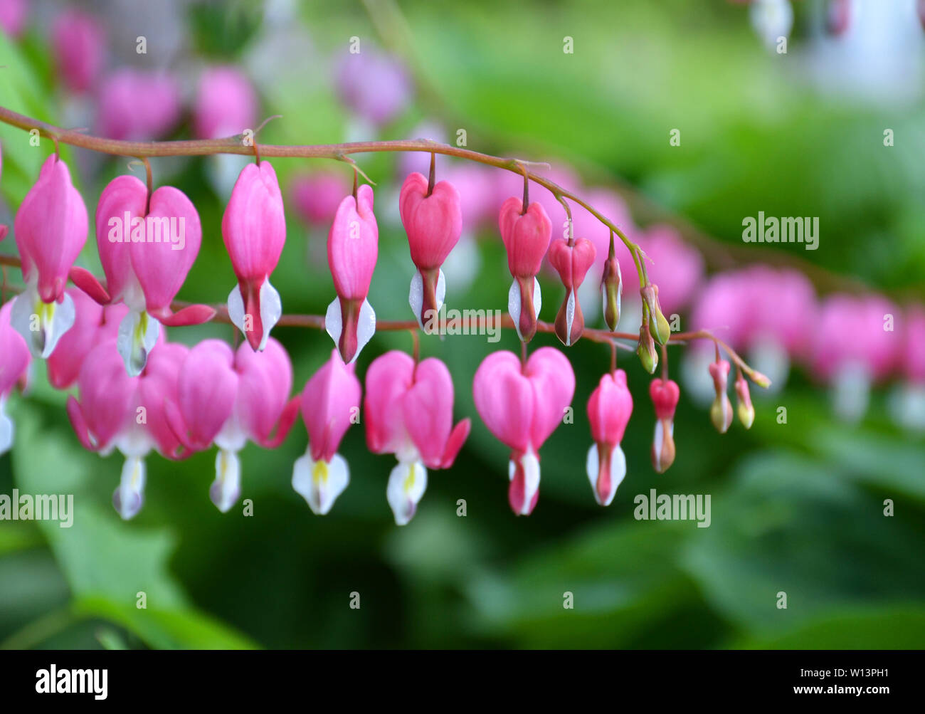 Pacific bleeding heart hi-res stock photography and images - Alamy